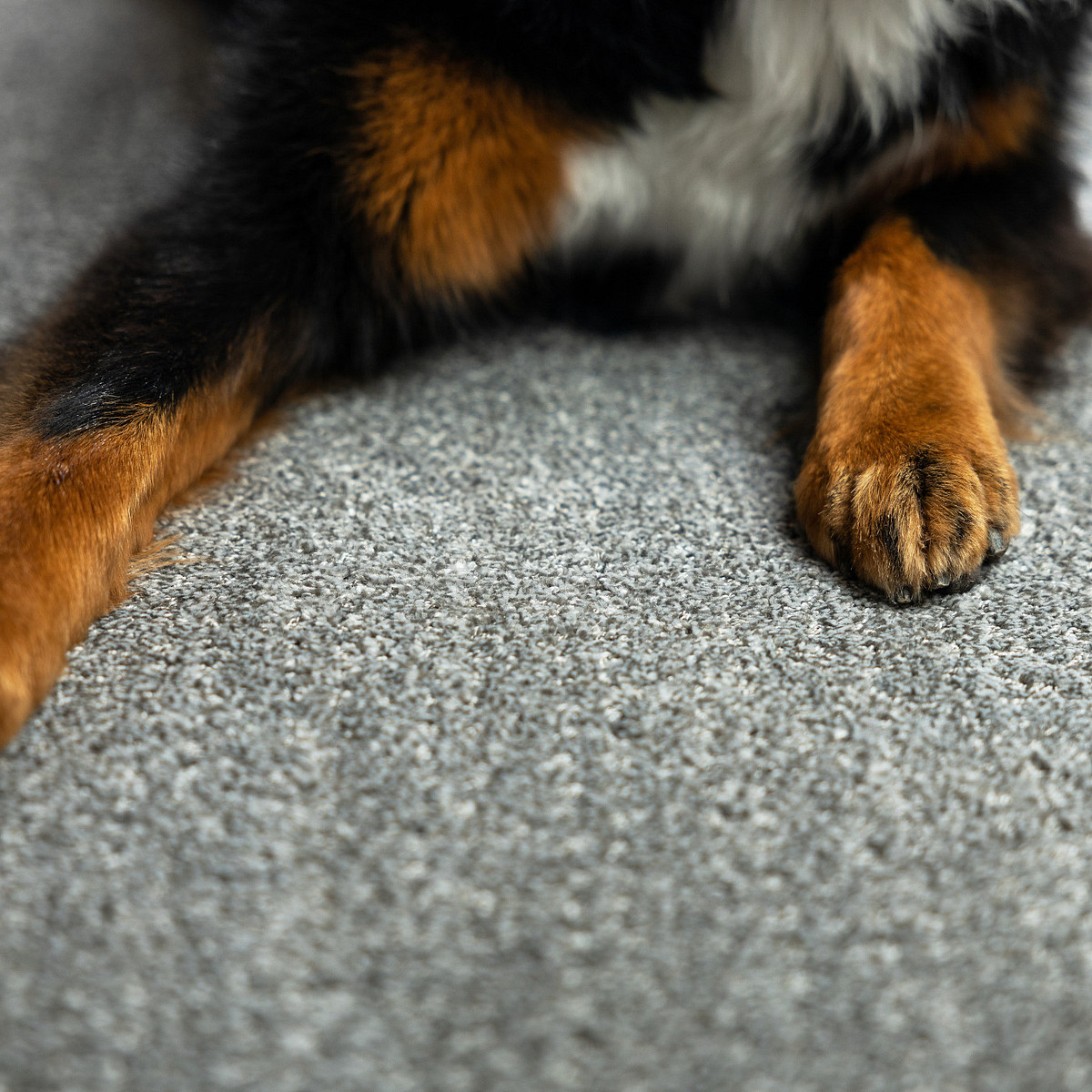 Pet Perfect Carpet By Shaw - Floorcraft Inc.